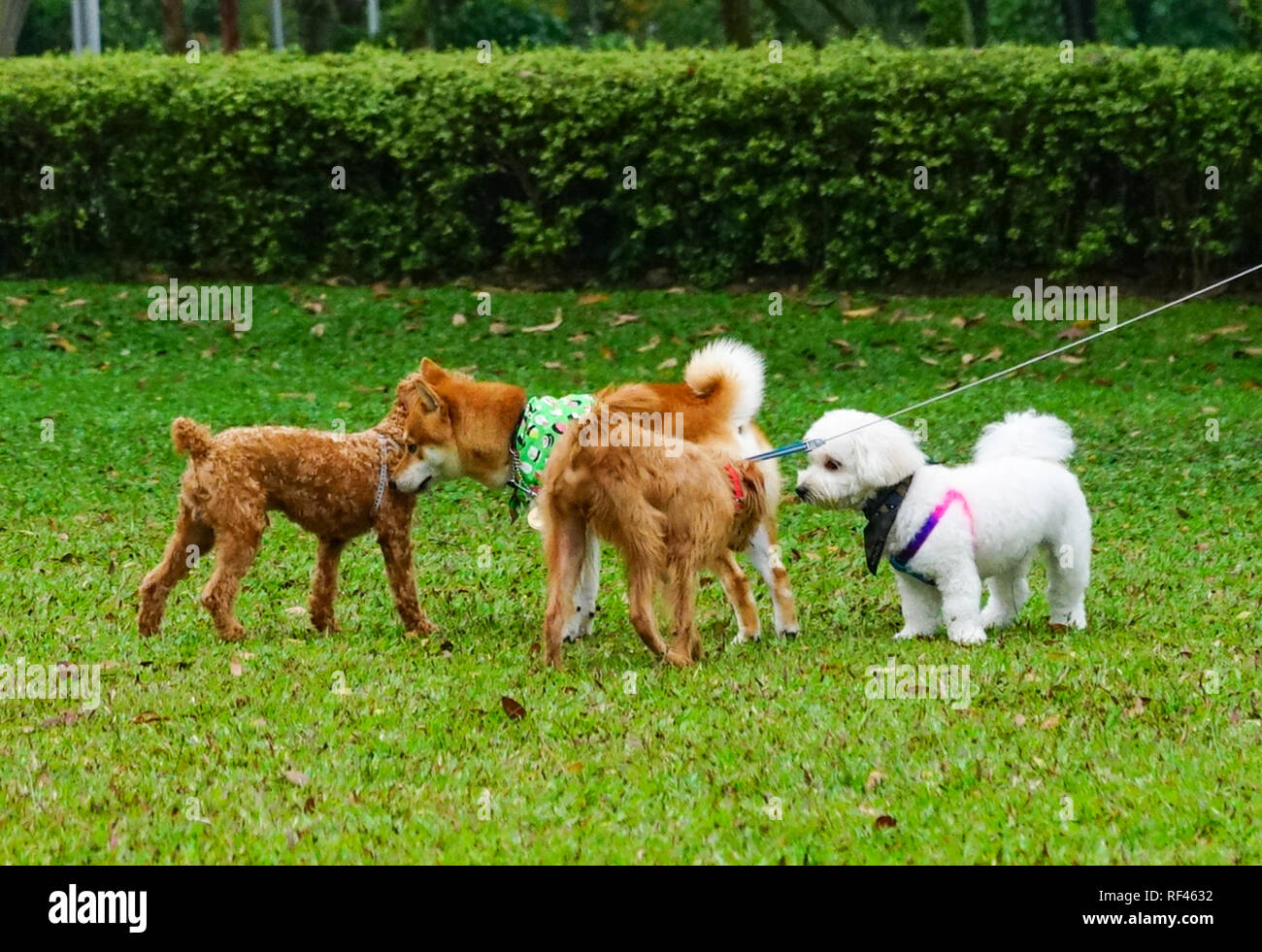 Dogs in a dog park having a fun time Stock Photo - Alamy