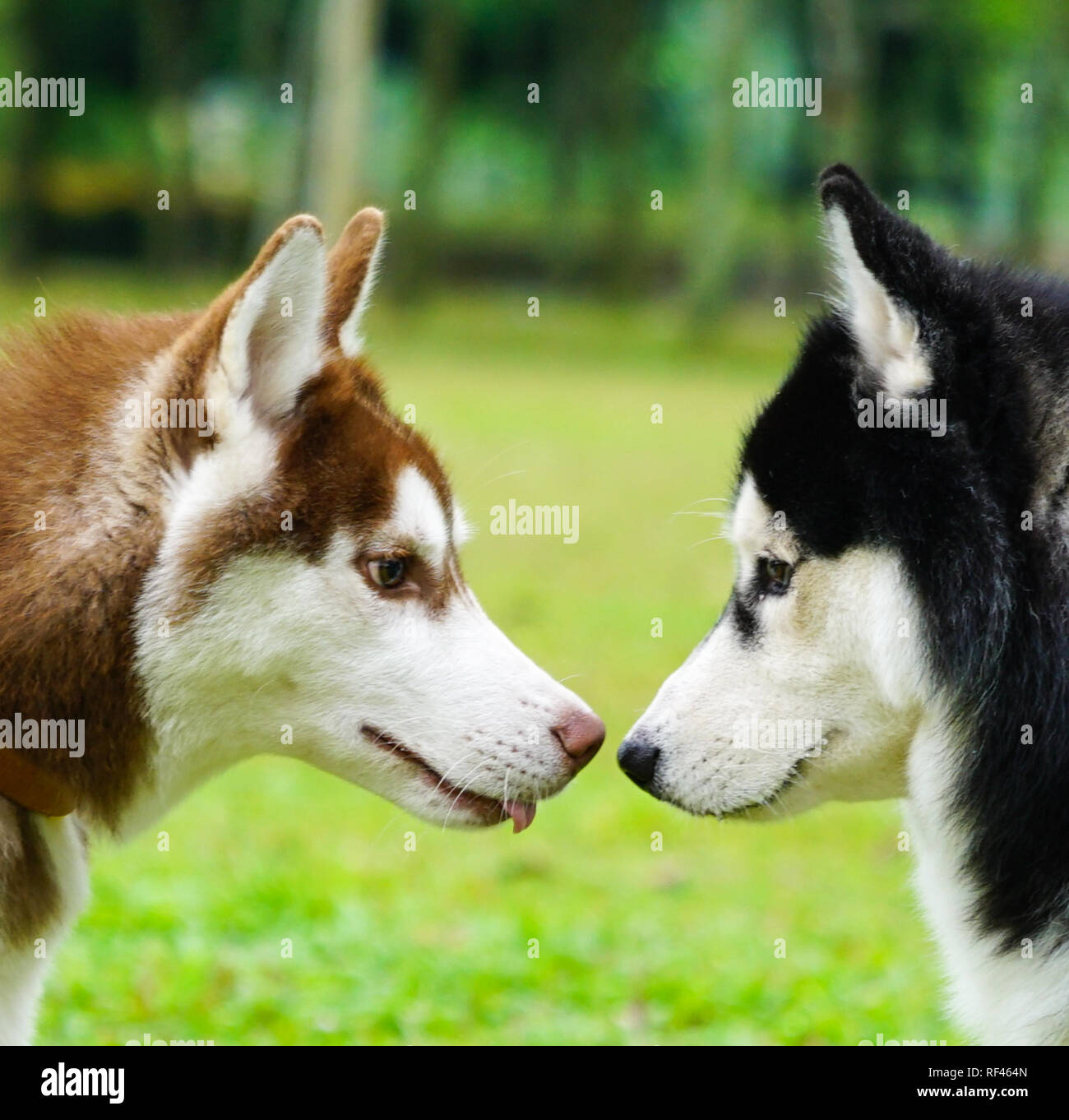 Dogs greeting each other hi-res stock photography and images - Alamy