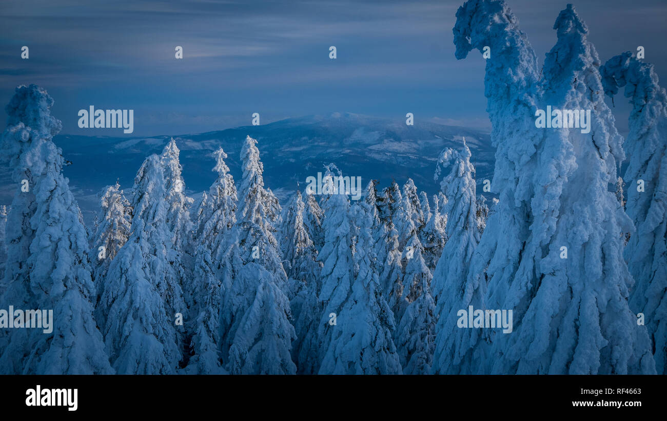Land of the snow - pine trees covered with white powder, Sunset over ...