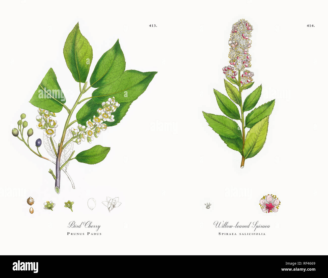 Antique Hand-Colored English Victorian Botanical Illustration, Circa ...