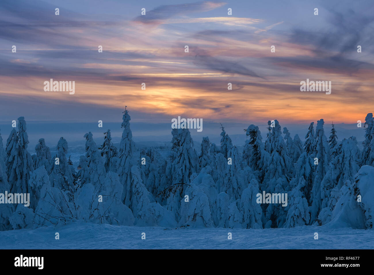 Night scene in forest hi-res stock photography and images - Alamy