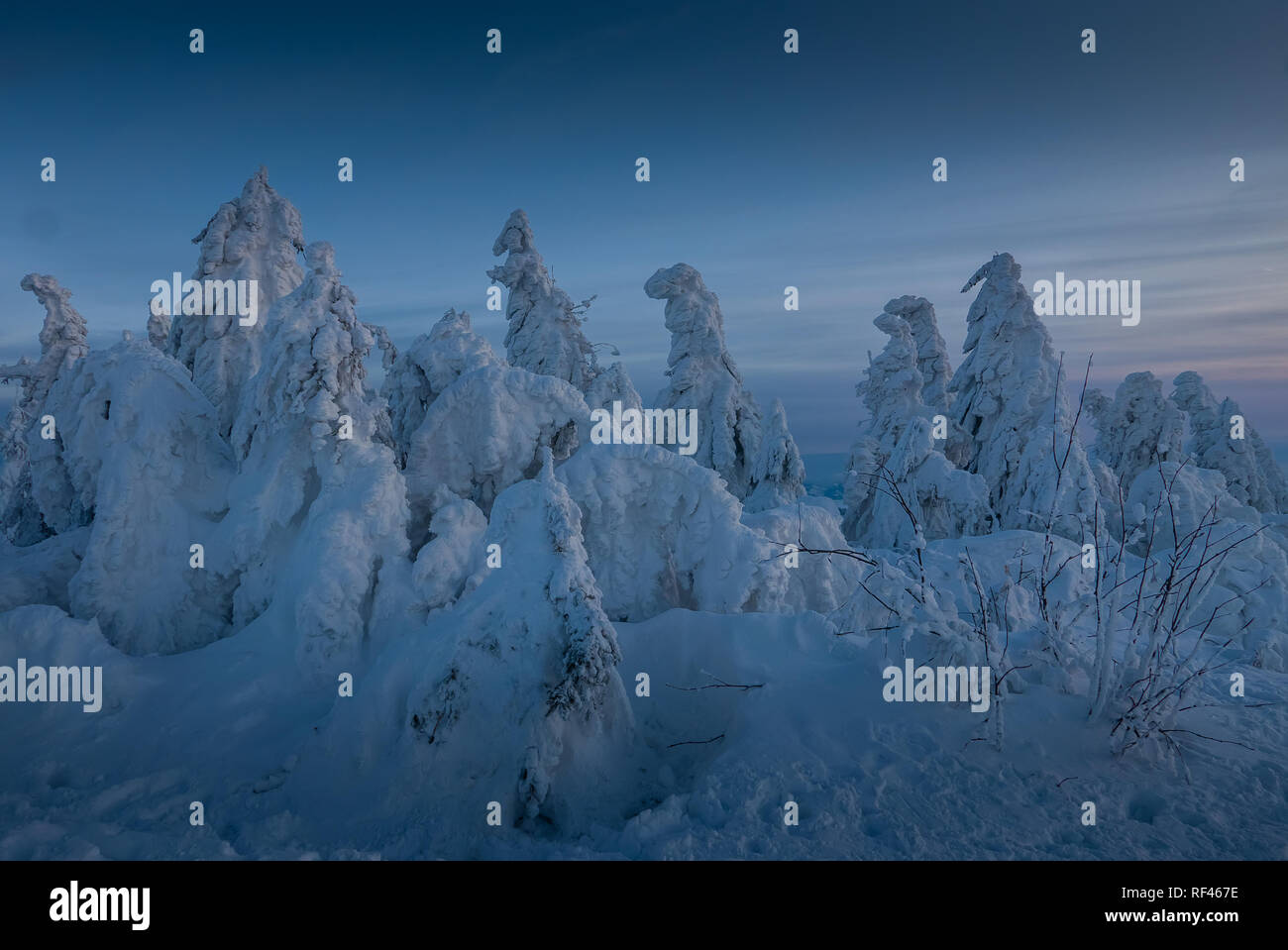 Mountain ghosts, trees covered with powder snow and ice Stock Photo - Alamy