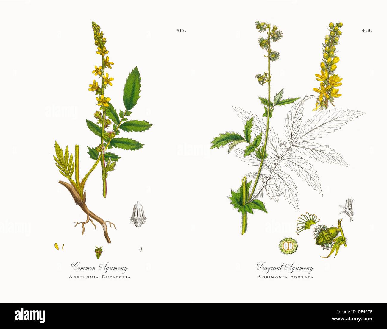 Antique Hand-Colored English Victorian Botanical Illustration, Circa ...