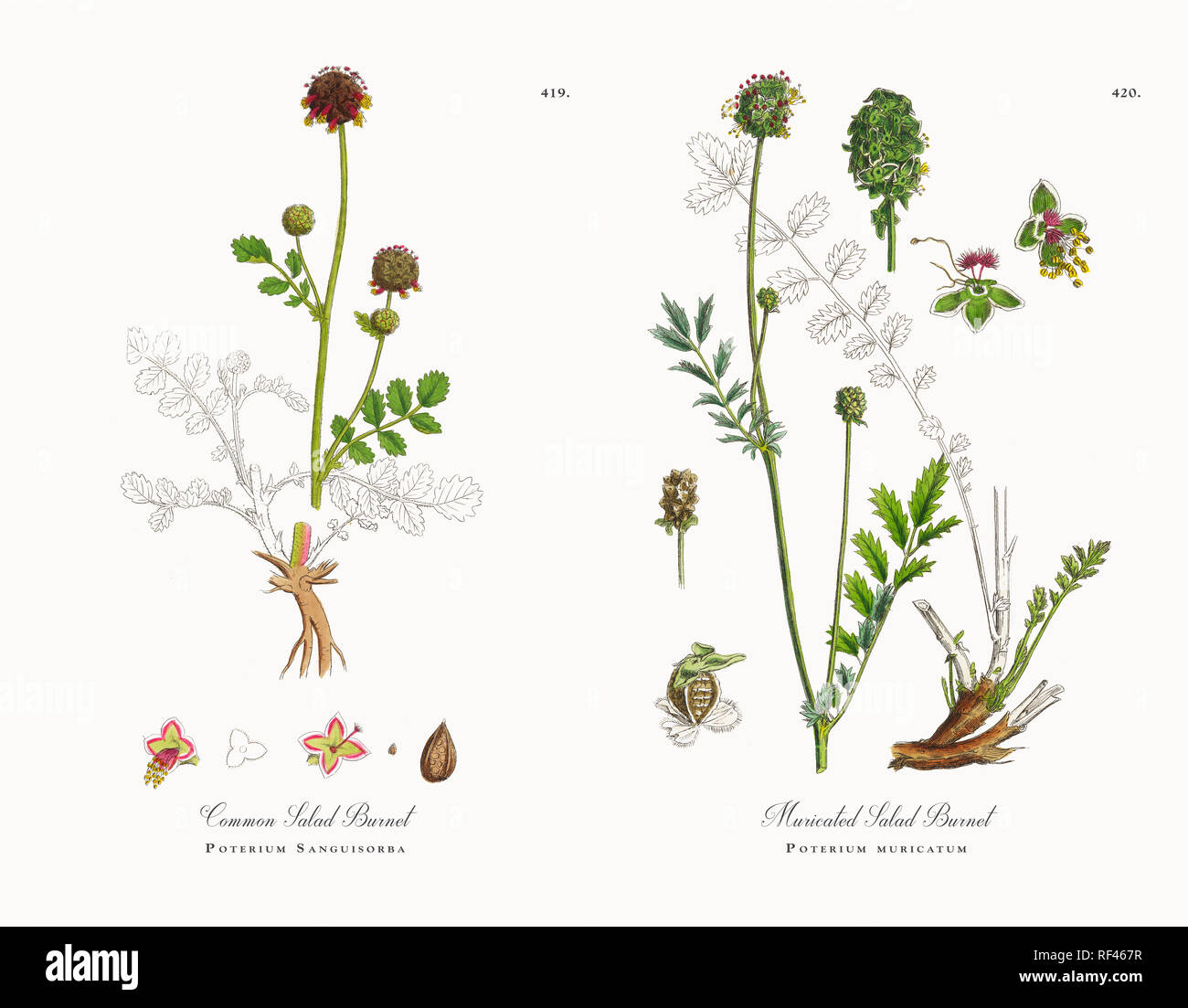 Antique Hand-Colored English Victorian Botanical Illustration, Circa ...