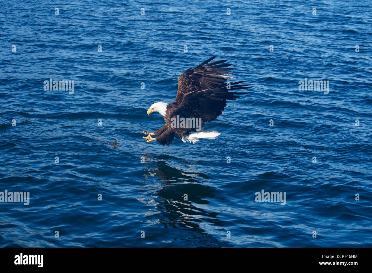 Eagles hunting hi-res stock photography and images - Alamy