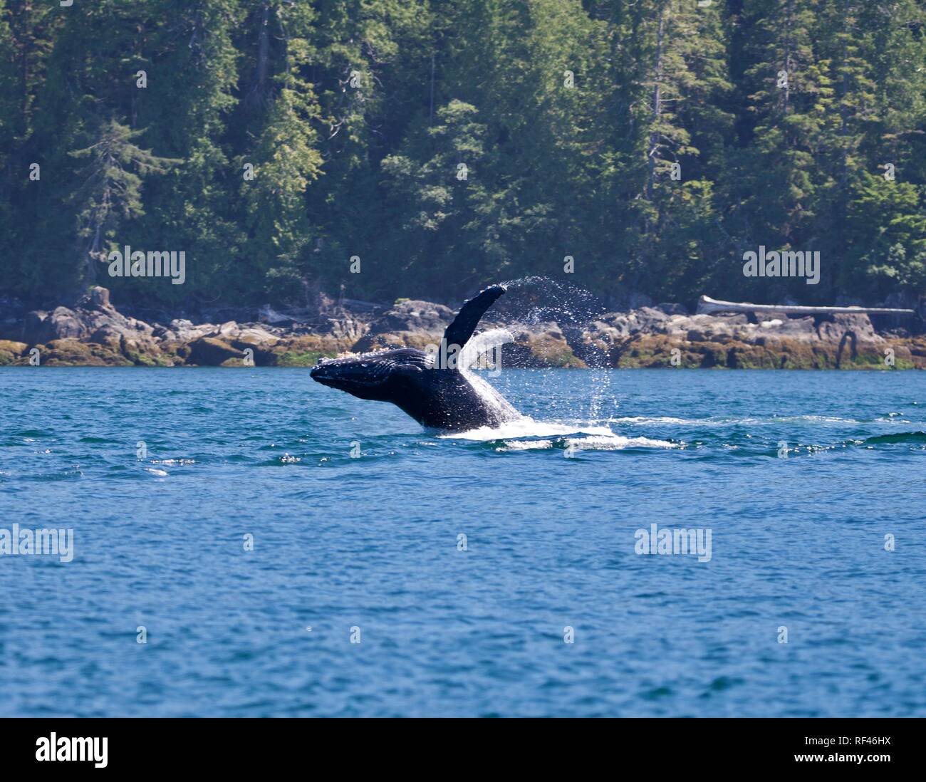 Humpback whale breaching in british columbia canada hi-res stock ...