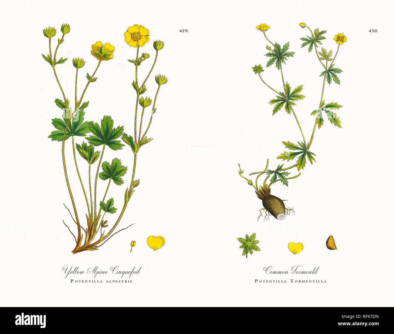 Antique Hand-Colored English Victorian Botanical Illustration, Circa ...