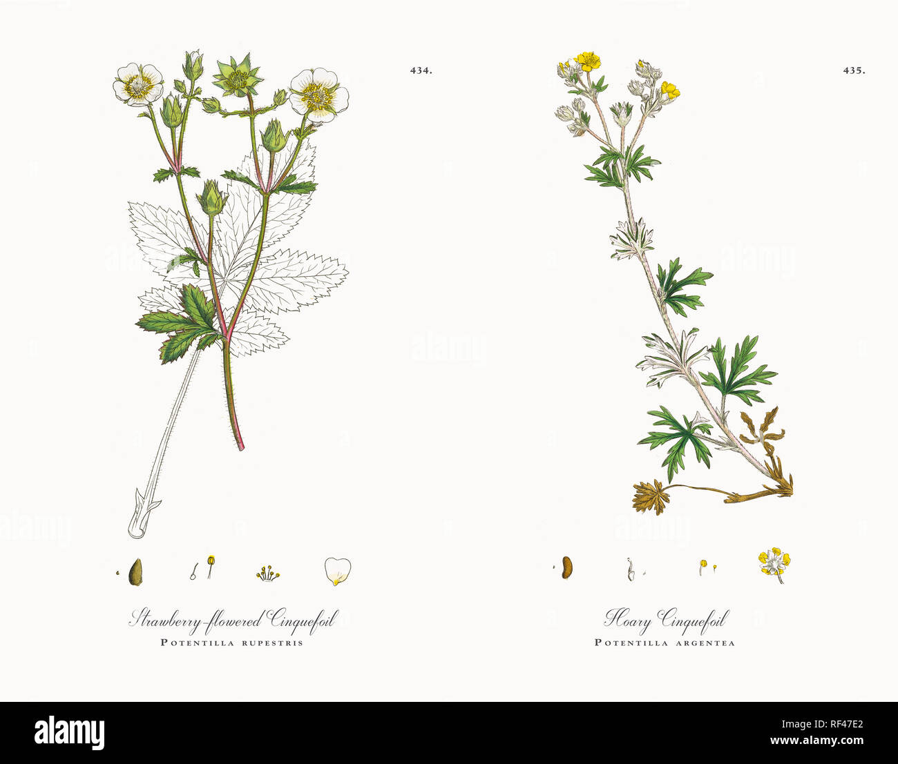 Antique Hand-Colored English Victorian Botanical Illustration, Circa ...