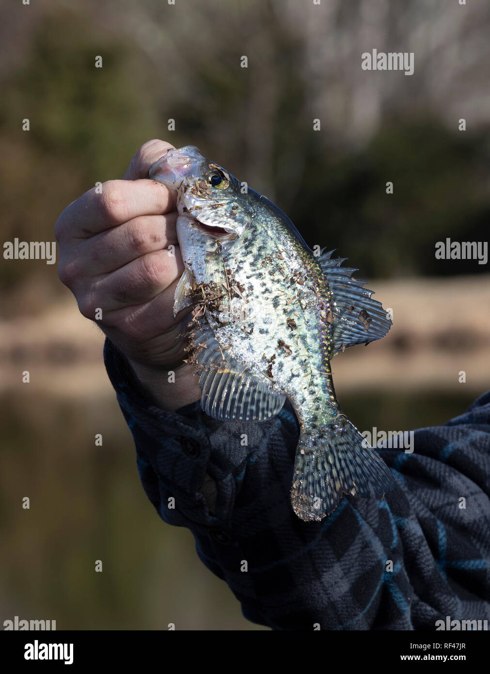 Bluegill fish hi-res stock photography and images - Alamy