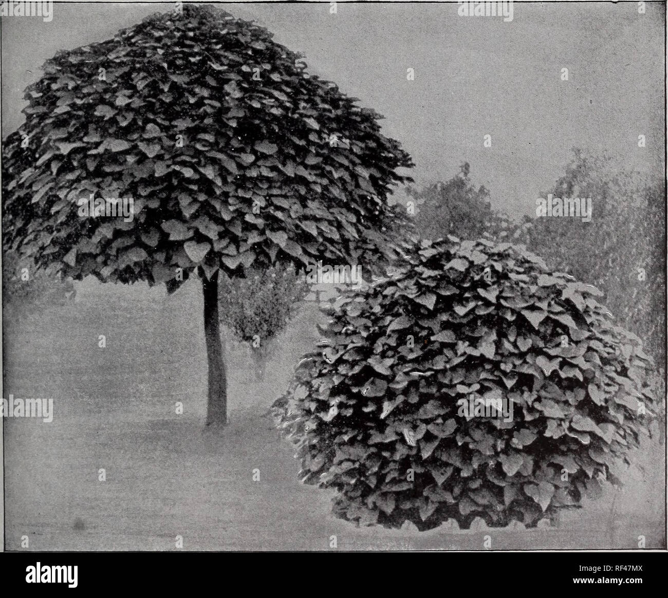 . Catalogue of fruit and ornamental trees, small fruits, shrubs, vines ...