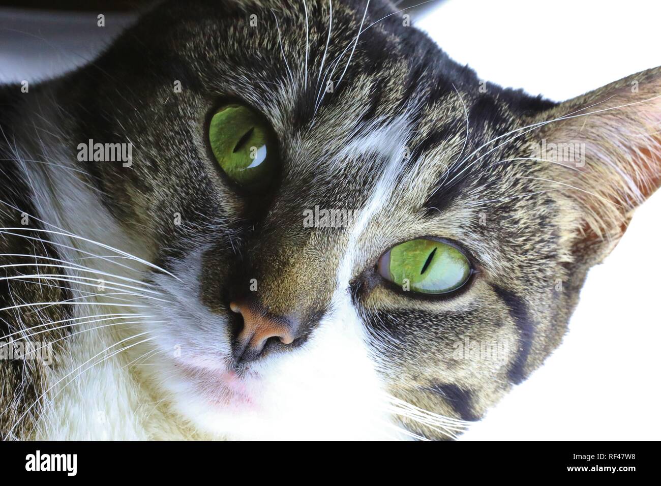 Portrait of a tabby cat Stock Photo - Alamy
