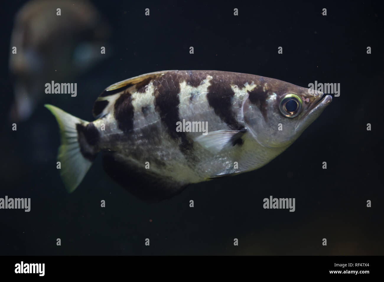 Banded archerfish (Toxotes jaculatrix), also known as the spinner fish ...