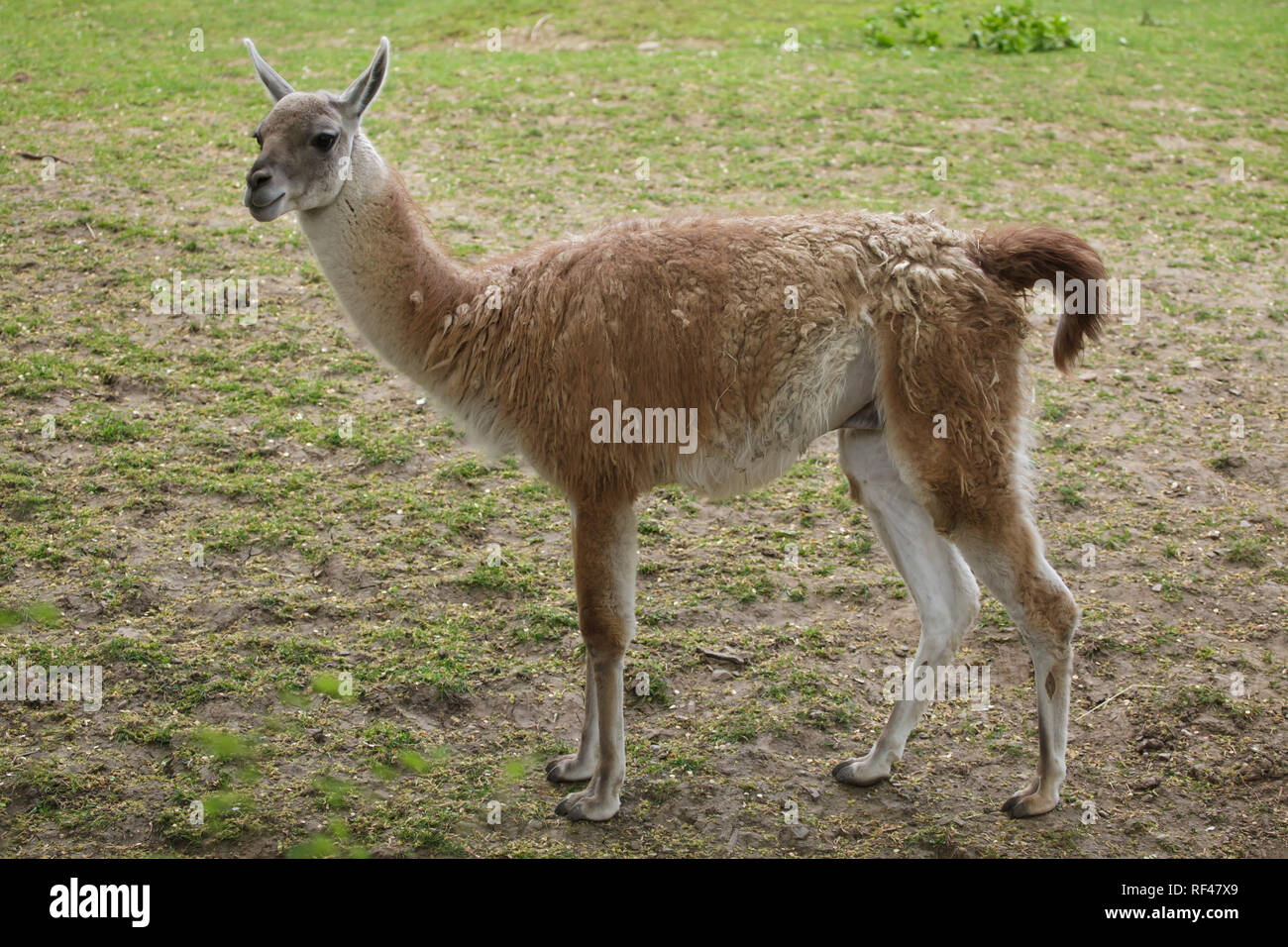 Guanaco lama guanicoe mountains hi-res stock photography and images - Alamy