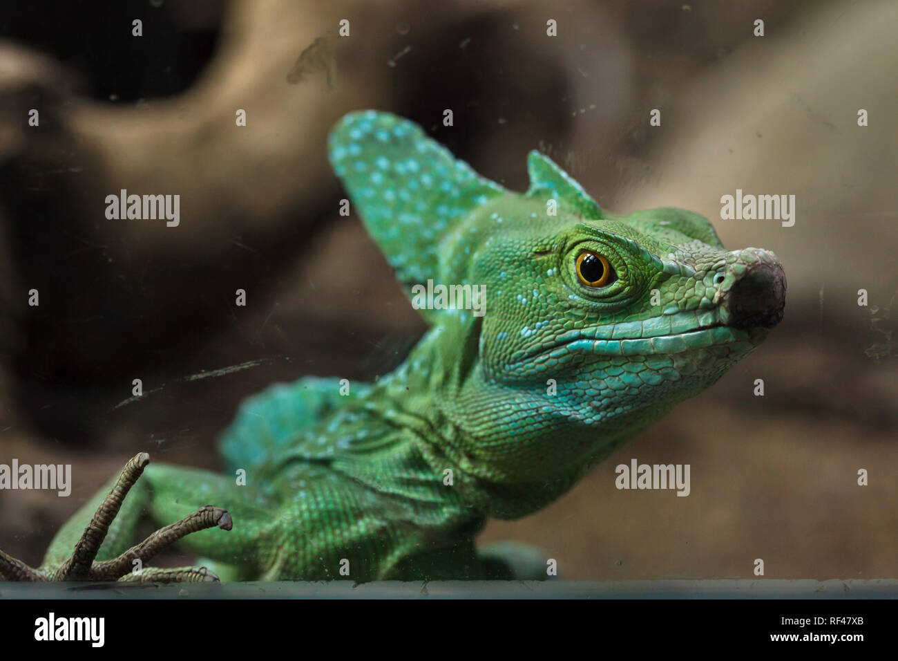 Plumed basilisk (Basiliscus plumifrons), also known as the green ...