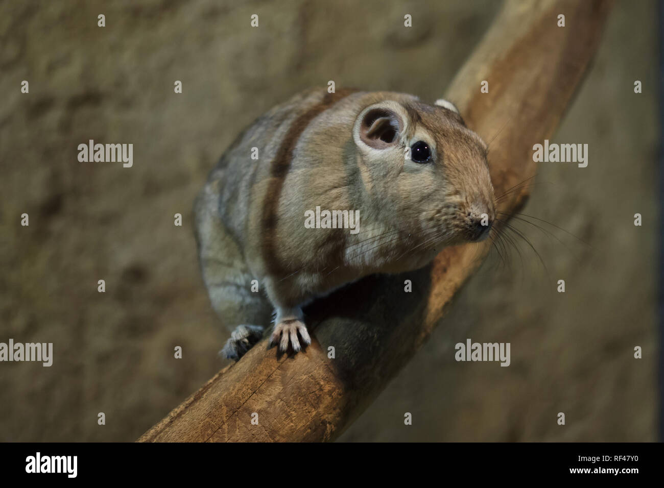 Common gundi (Ctenodactylus gundi). Wild life animal Stock Photo - Alamy