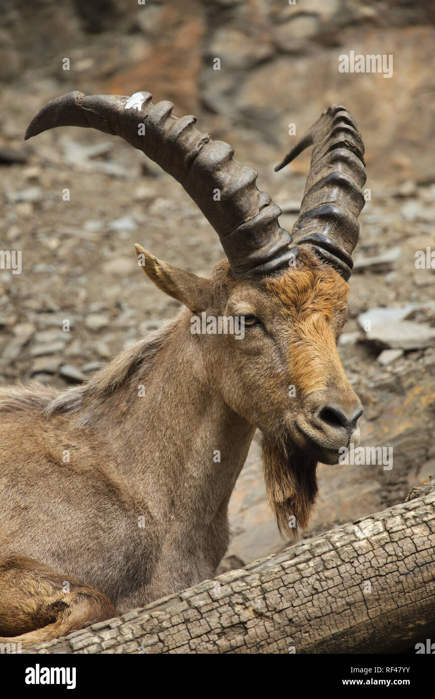 West Caucasian tur (Capra caucasica), also known as the West Caucasian ...