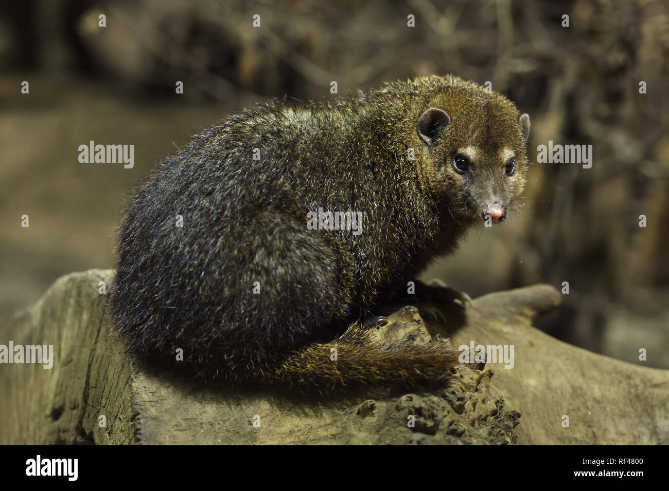 Kusimanse mongoose hi-res stock photography and images - Alamy