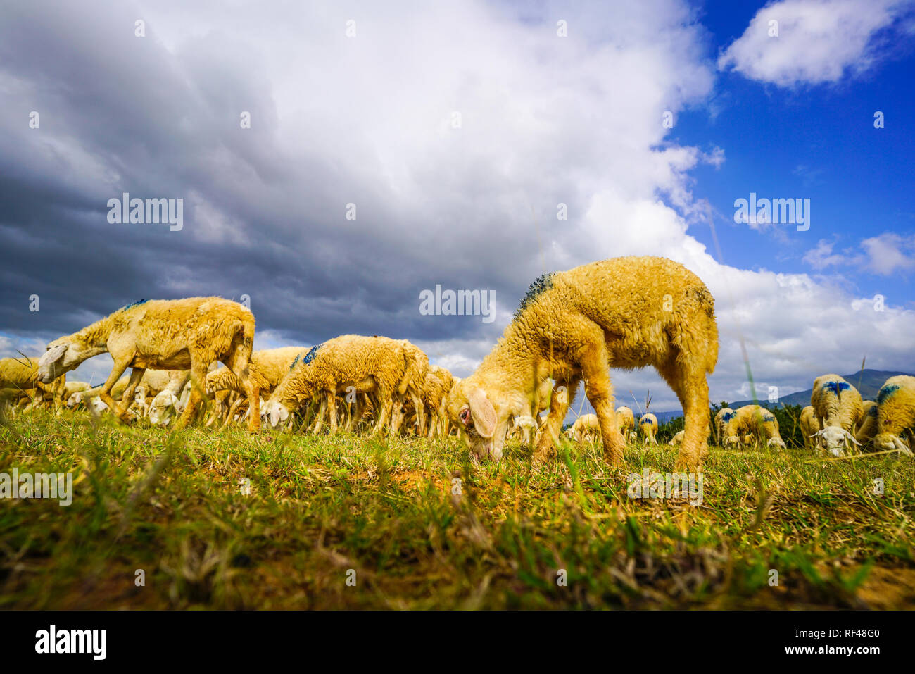 Sheep on a beautiful plain meadow Stock Photo - Alamy