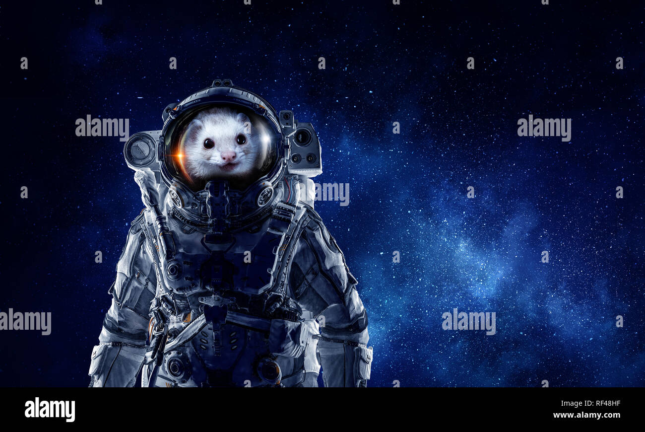 Astronaut ferret wearing space suit against starry sky. Mixed media ...