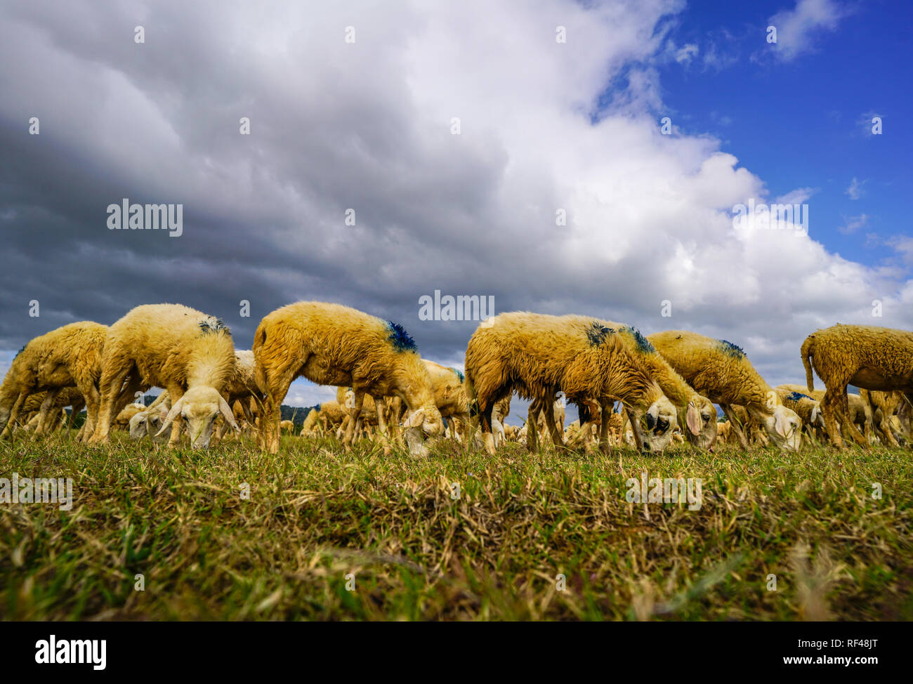 Sheep on beautiful plain hi-res stock photography and images - Alamy