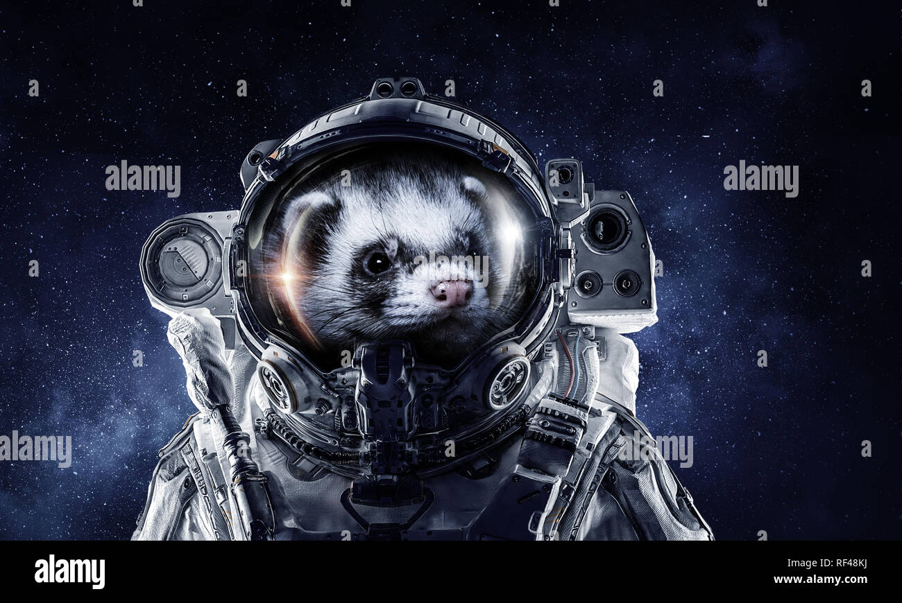 Astronaut ferret wearing space suit against starry sky. Mixed media ...