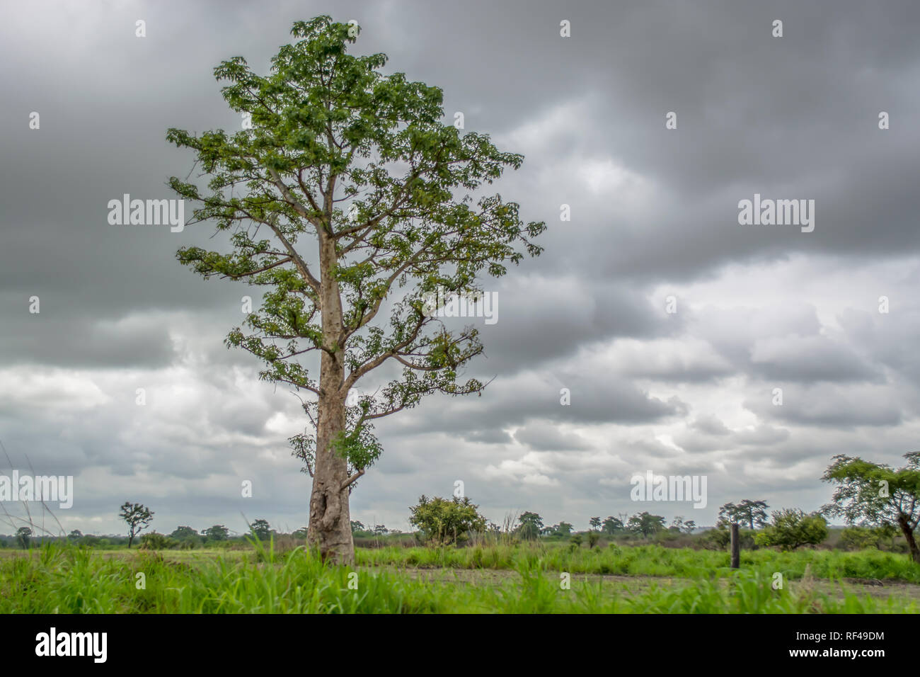 Trip through Angola lands 2018: View with typical tropical landscape ...