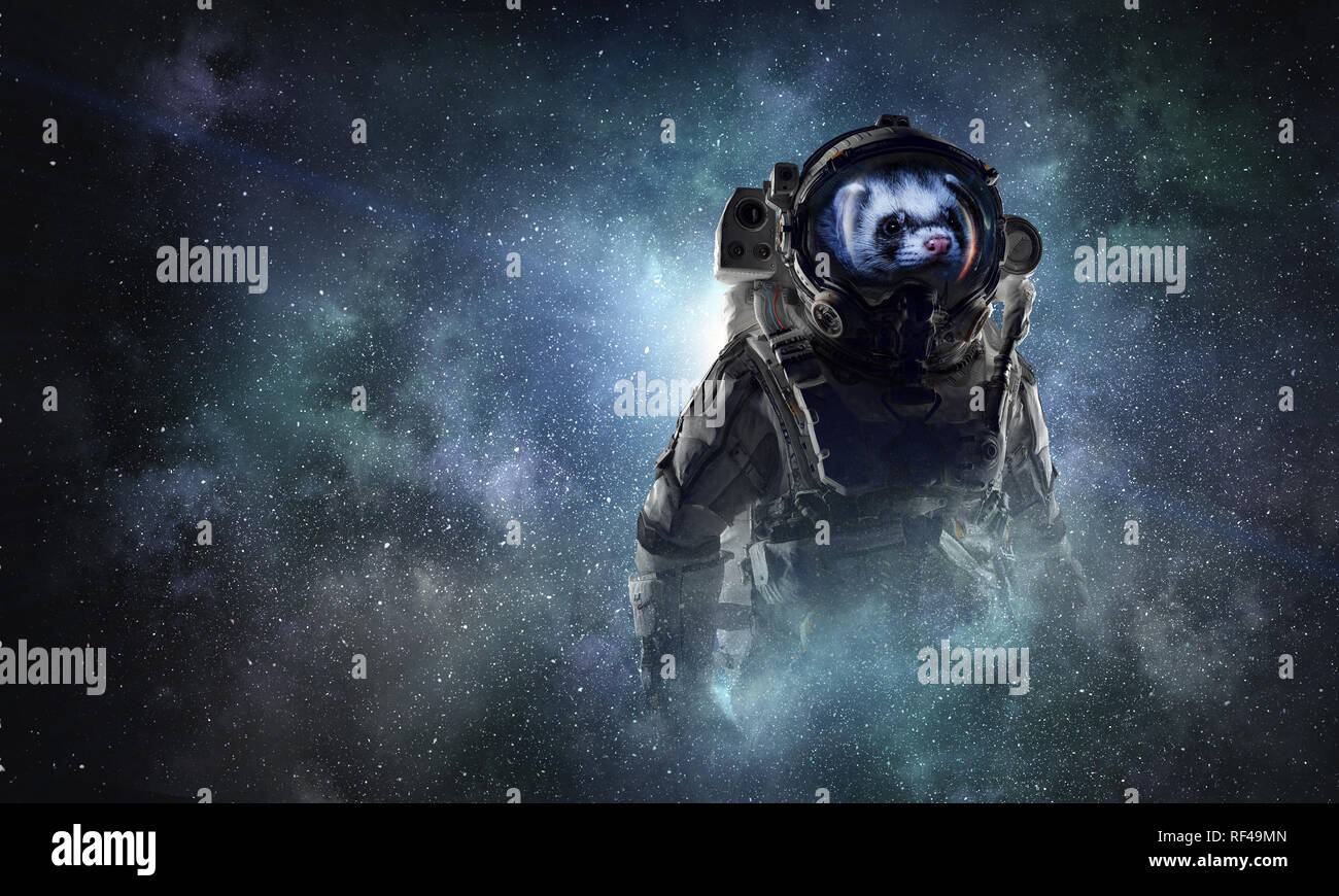 Astronaut ferret wearing space suit against starry sky. Mixed media ...