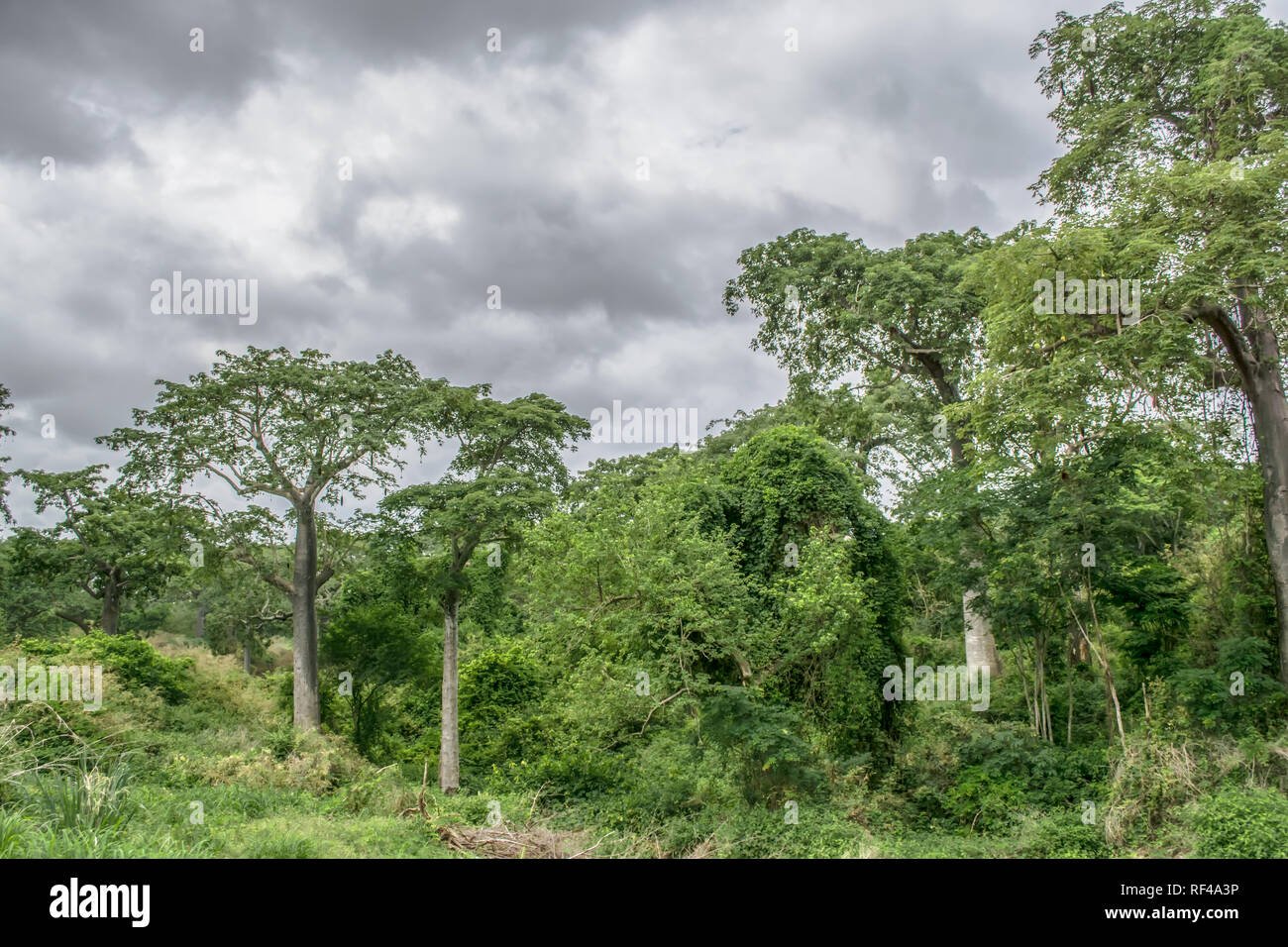 Trip through Angola lands 2018: View with typical tropical landscape ...