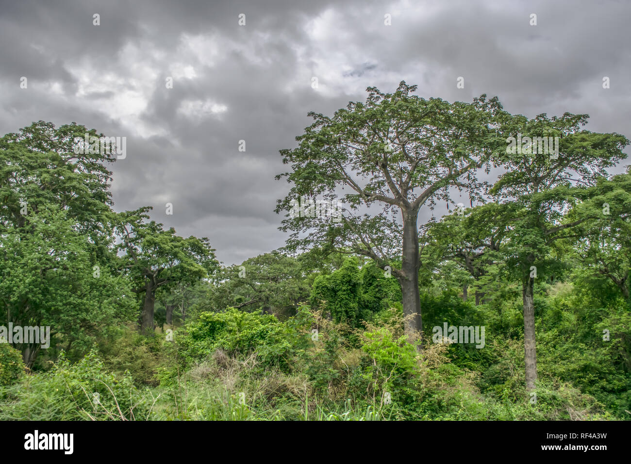 Trip through Angola lands 2018: View with typical tropical landscape ...