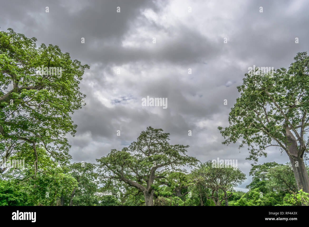Trip through Angola lands 2018: View with typical tropical landscape ...