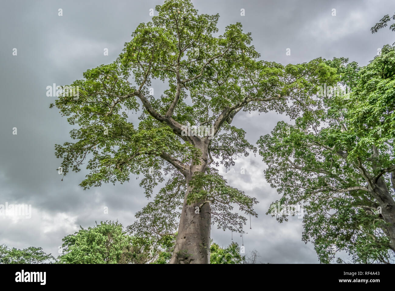 Trip through Angola lands 2018: View with typical tropical landscape ...