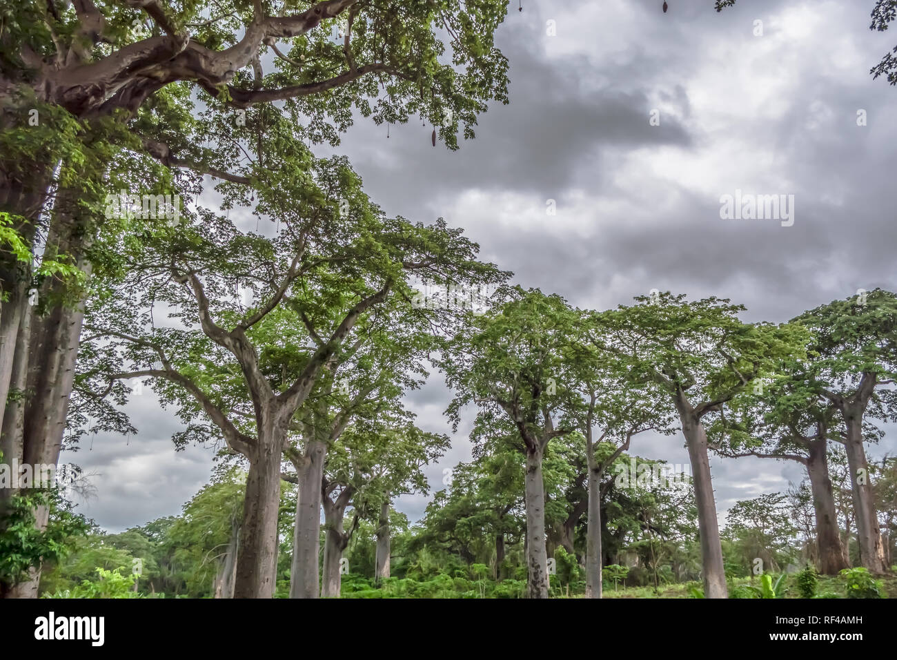 Trip through Angola lands 2018: View with typical tropical landscape ...