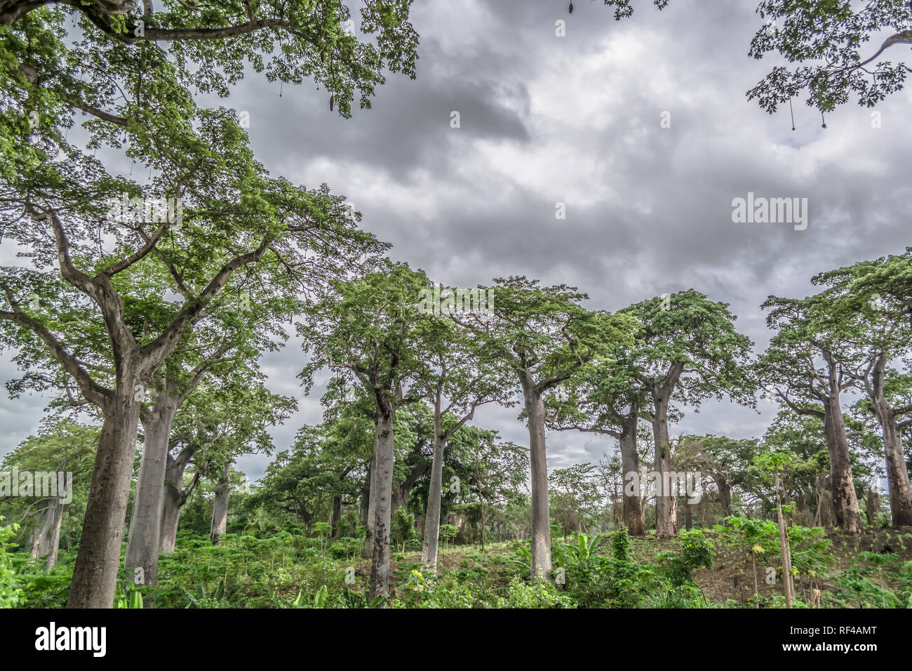 Trip through Angola lands 2018: View with typical tropical landscape ...