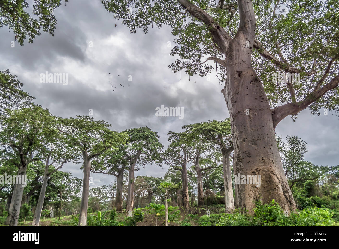 Trip through Angola lands 2018: View with typical tropical landscape ...