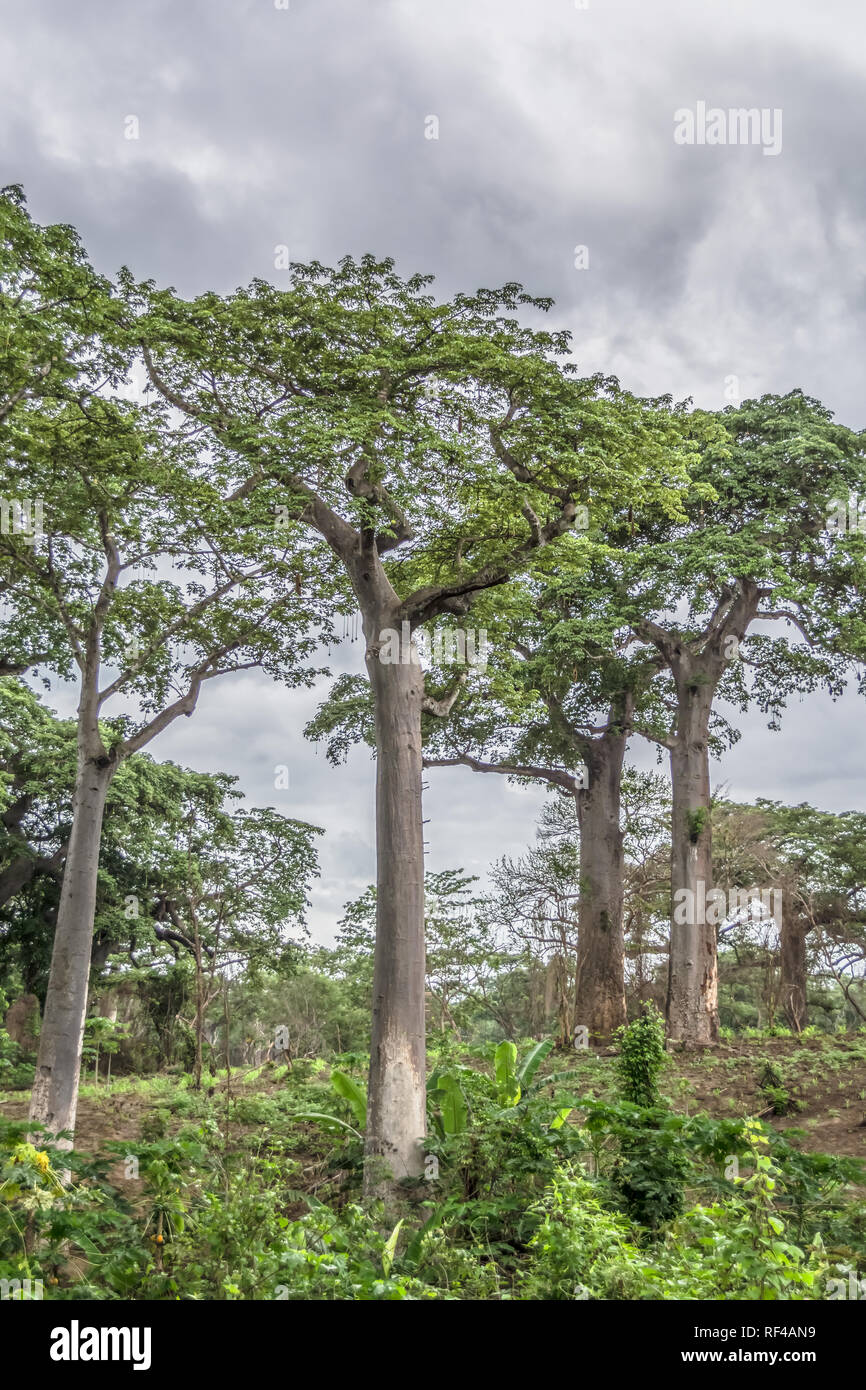 Trip through Angola lands 2018: View with typical tropical landscape ...