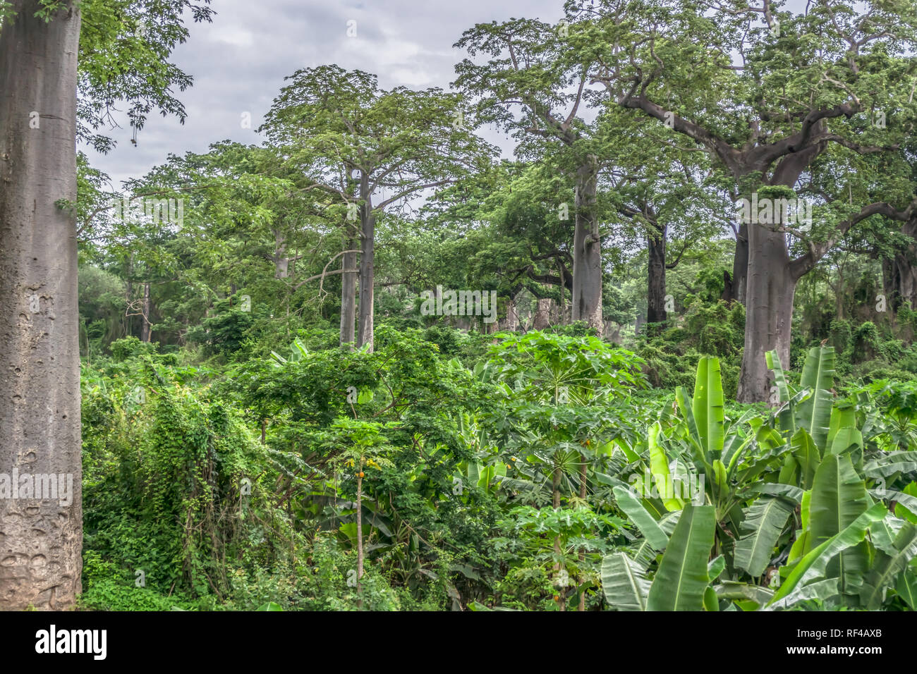 Trip through Angola lands 2018: View with typical tropical landscape ...