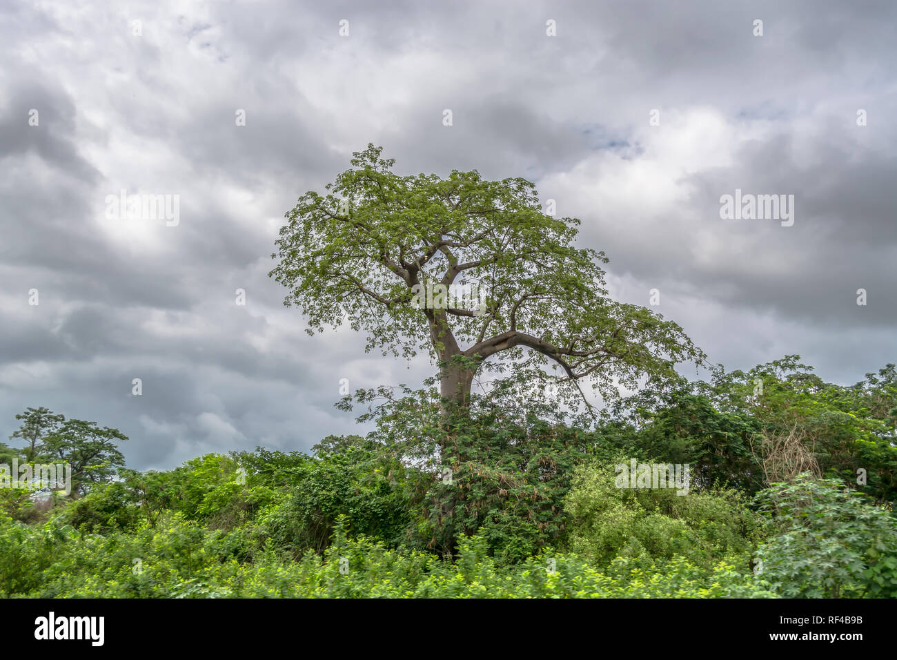 Trip through Angola lands 2018: View with typical tropical landscape ...