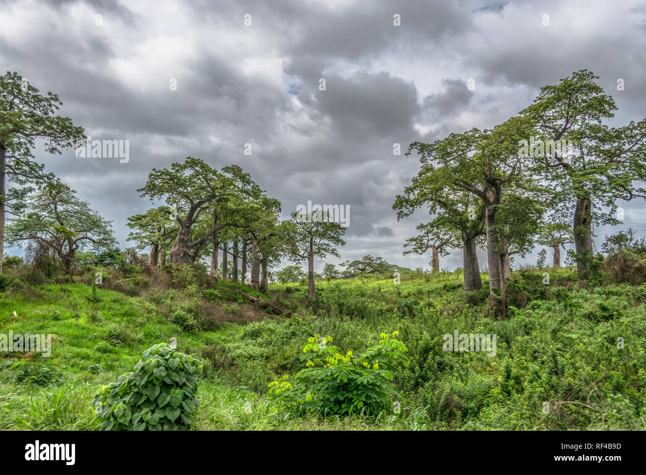Trip through Angola lands 2018: View with typical tropical landscape ...