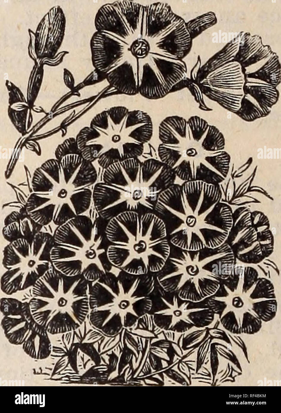 . Pacific Seed Company 1902. Nursery stock California Sacramento ...