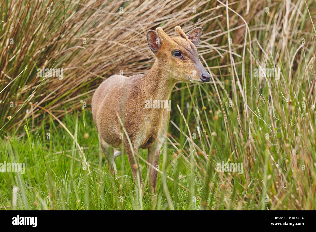 Reeves Muntjac deer (Muntiacus reevesi), also called the Chinese ...