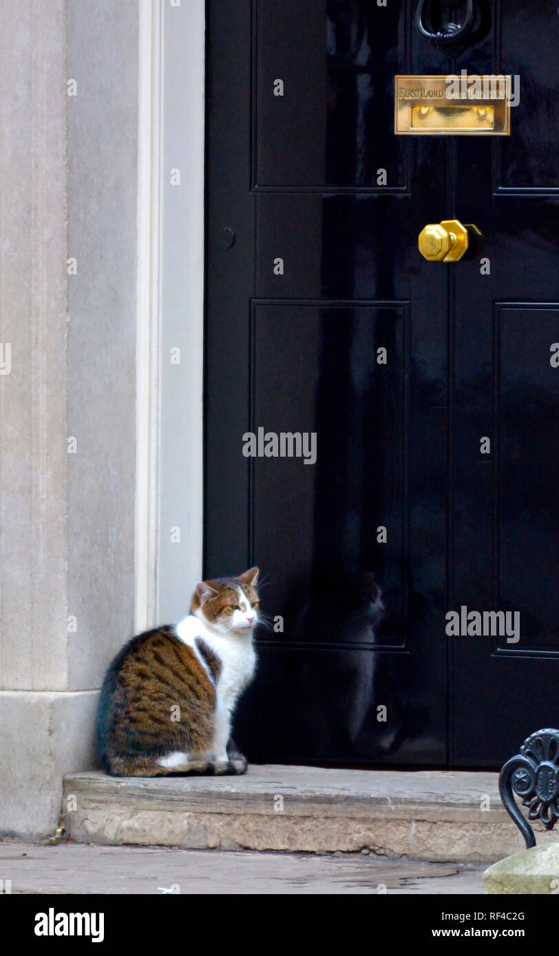 Chief mouser 10 downing street hi-res stock photography and images - Alamy