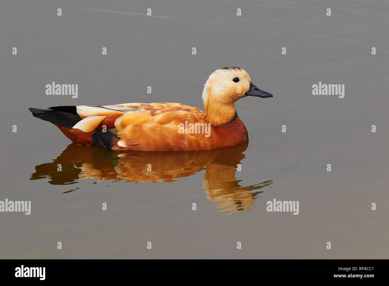 Ruddy duck uk hi-res stock photography and images - Alamy