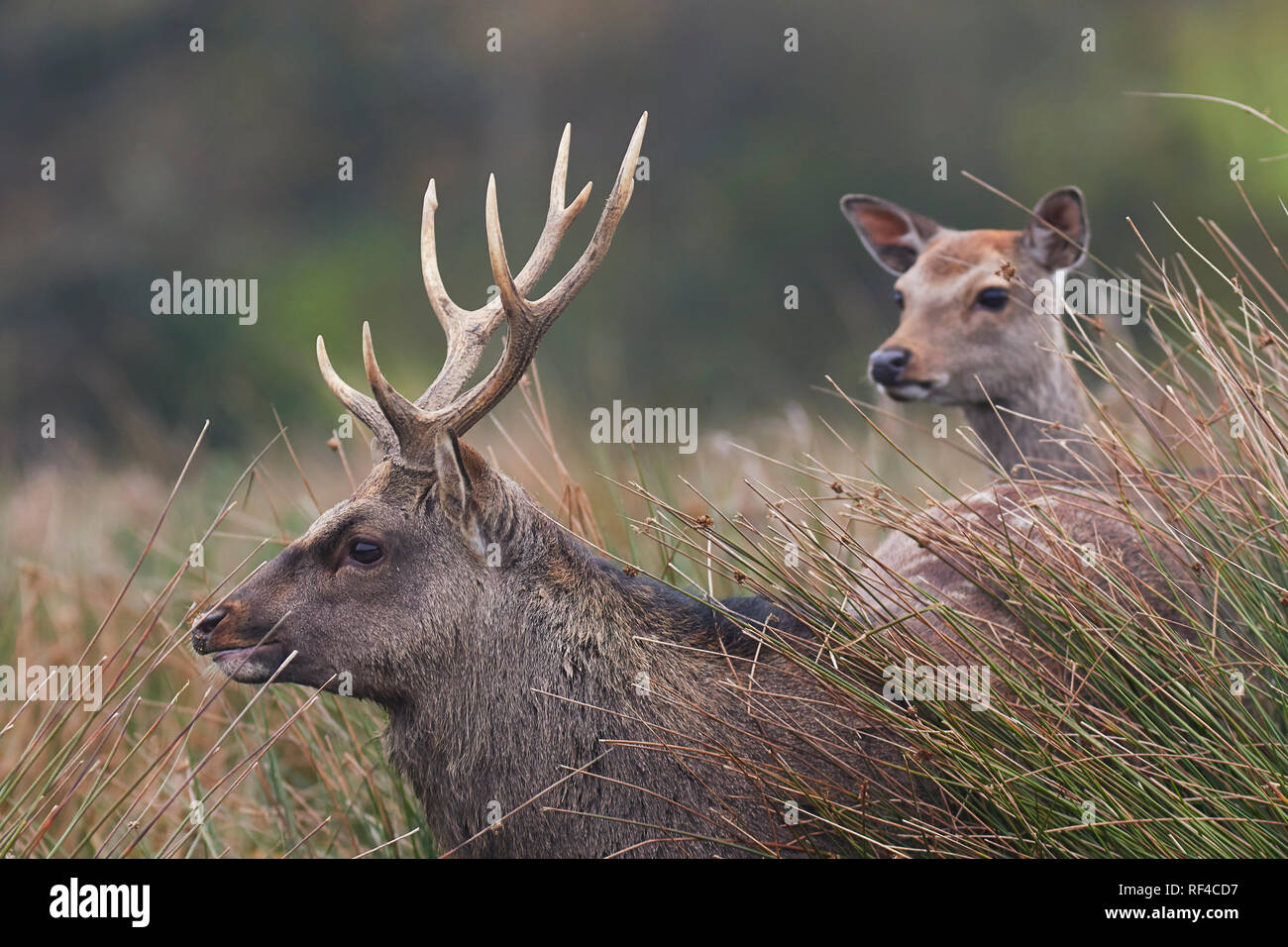Pride of devon hi-res stock photography and images - Alamy