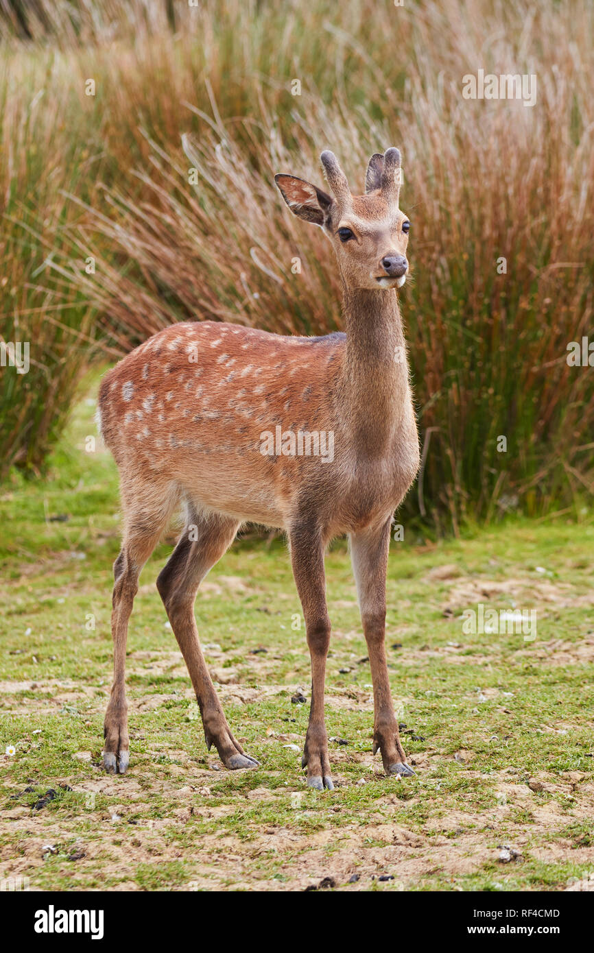Native japanese wildlife hi-res stock photography and images - Alamy