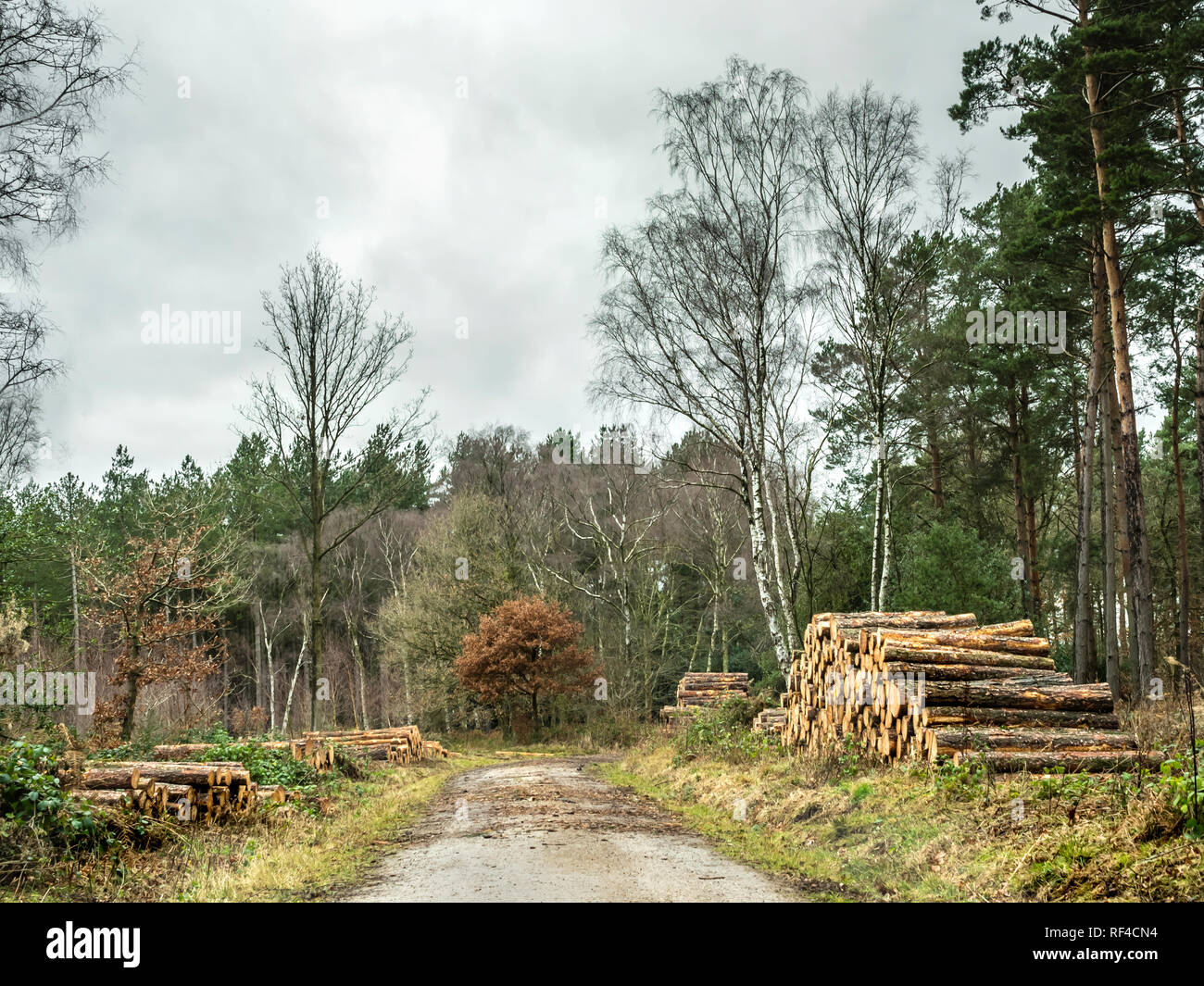 Rforest hi-res stock photography and images - Alamy