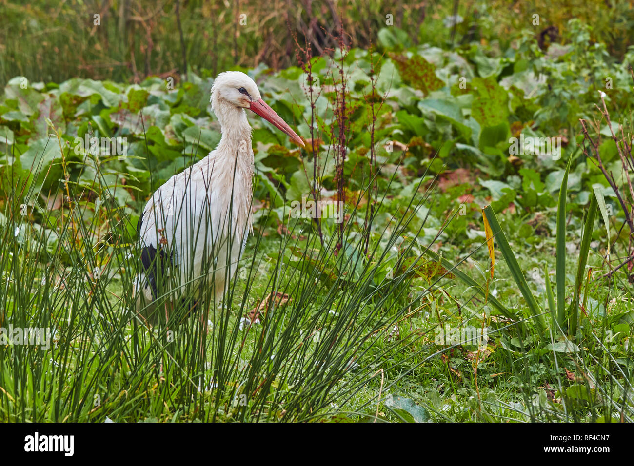 Conservation of european wildlife hi-res stock photography and images ...