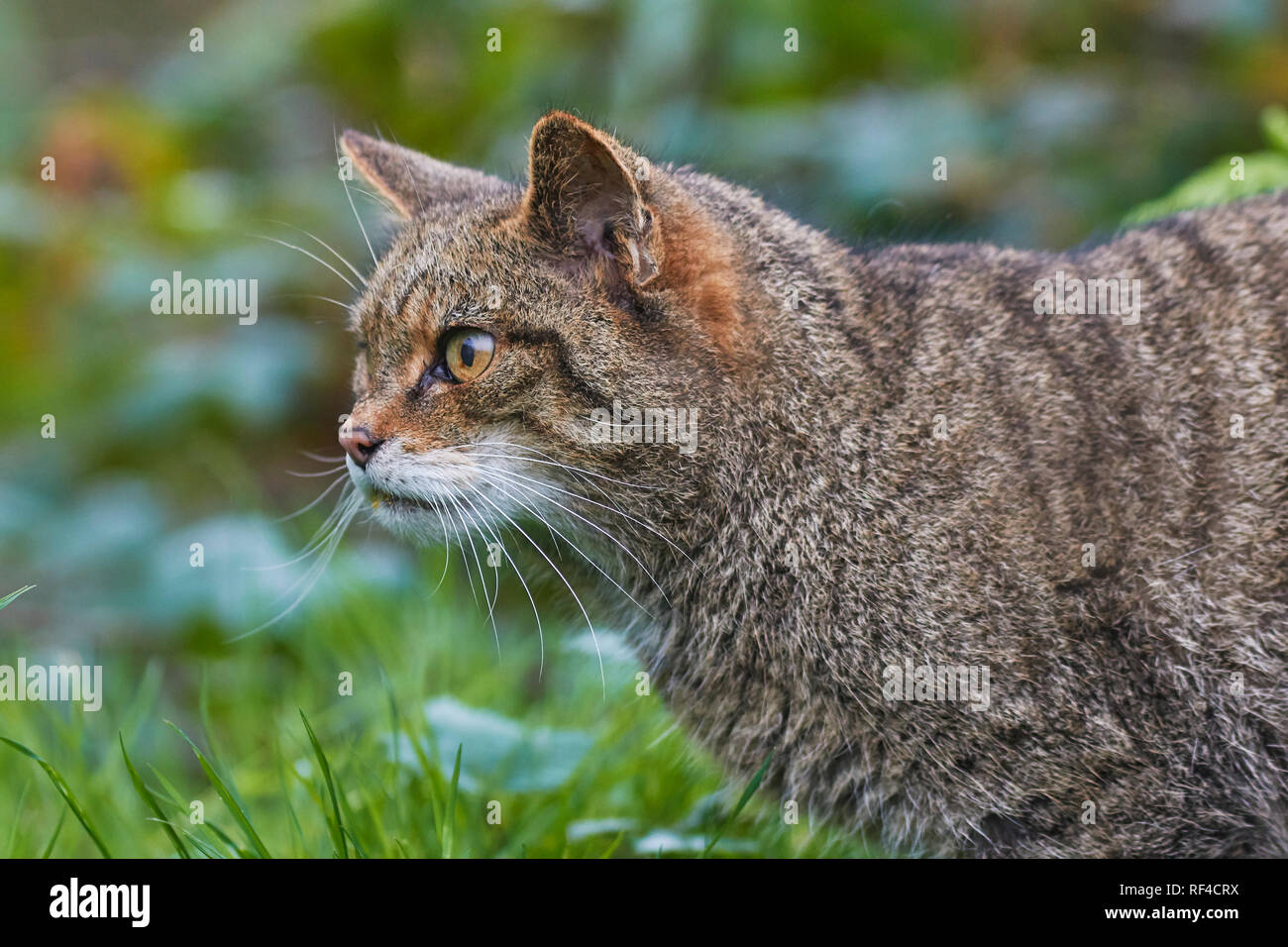 Portrait of a Scottish Wildcat, Felis silvestris silvestris, at a ...