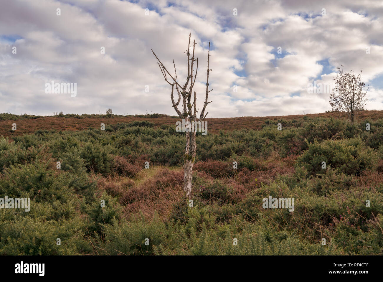 Exmoor landscape on Porlock Hill in Somerset, England, UK Stock Photo ...