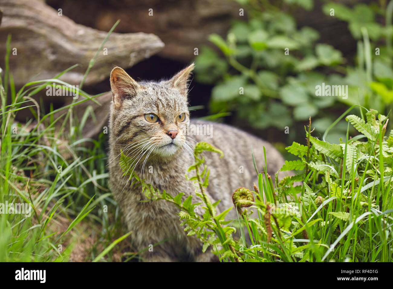 Portrait of a Scottish Wildcat, Felis silvestris silvestris, at a ...