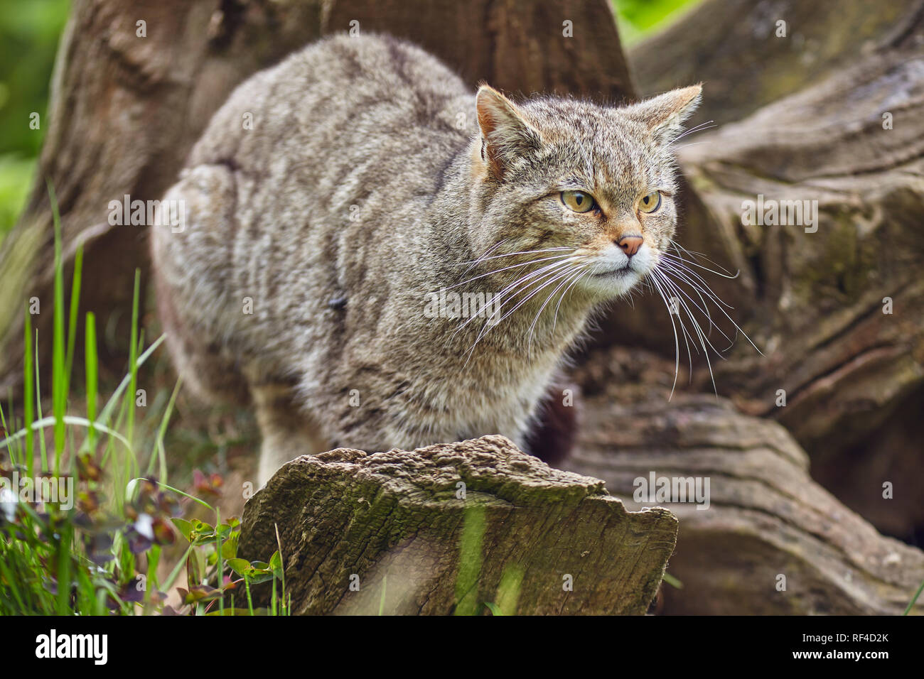 Portrait of a Scottish Wildcat, Felis silvestris silvestris, at a ...